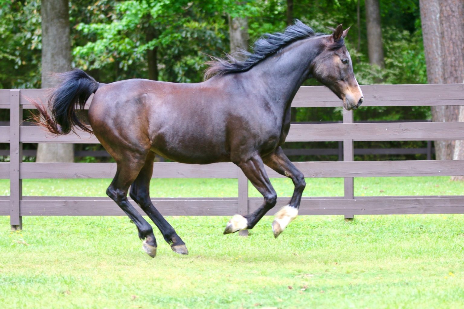 Reins of Hope - Enhancing Lives Equine-Assisted Therapies