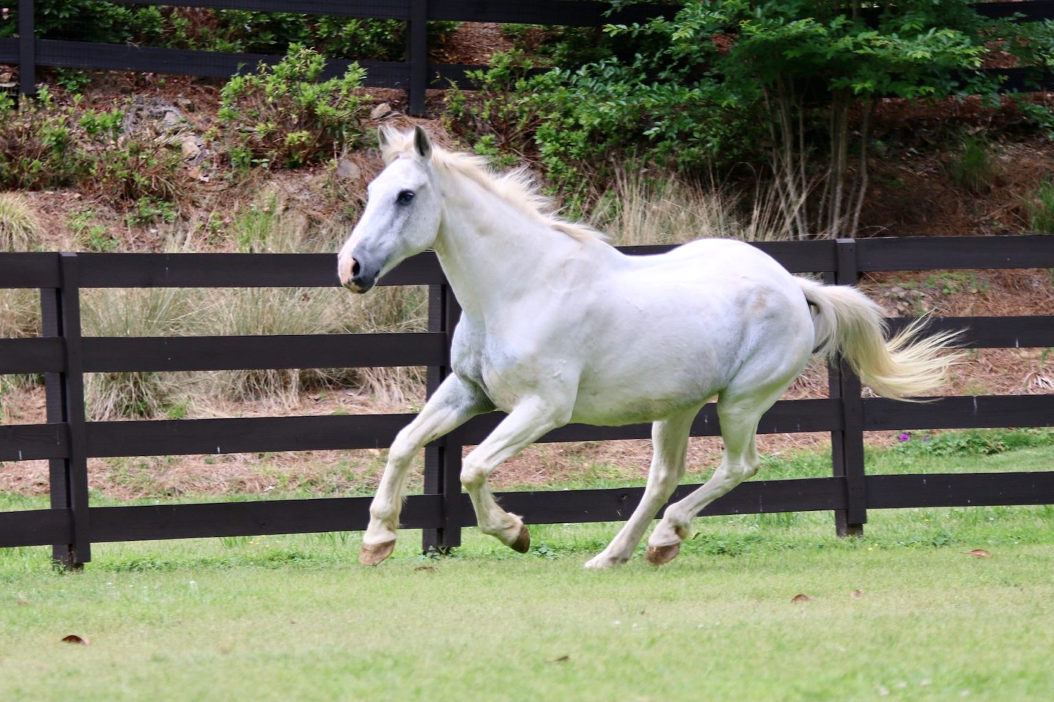 Equine-Assisted Therapy - Reins of Hope