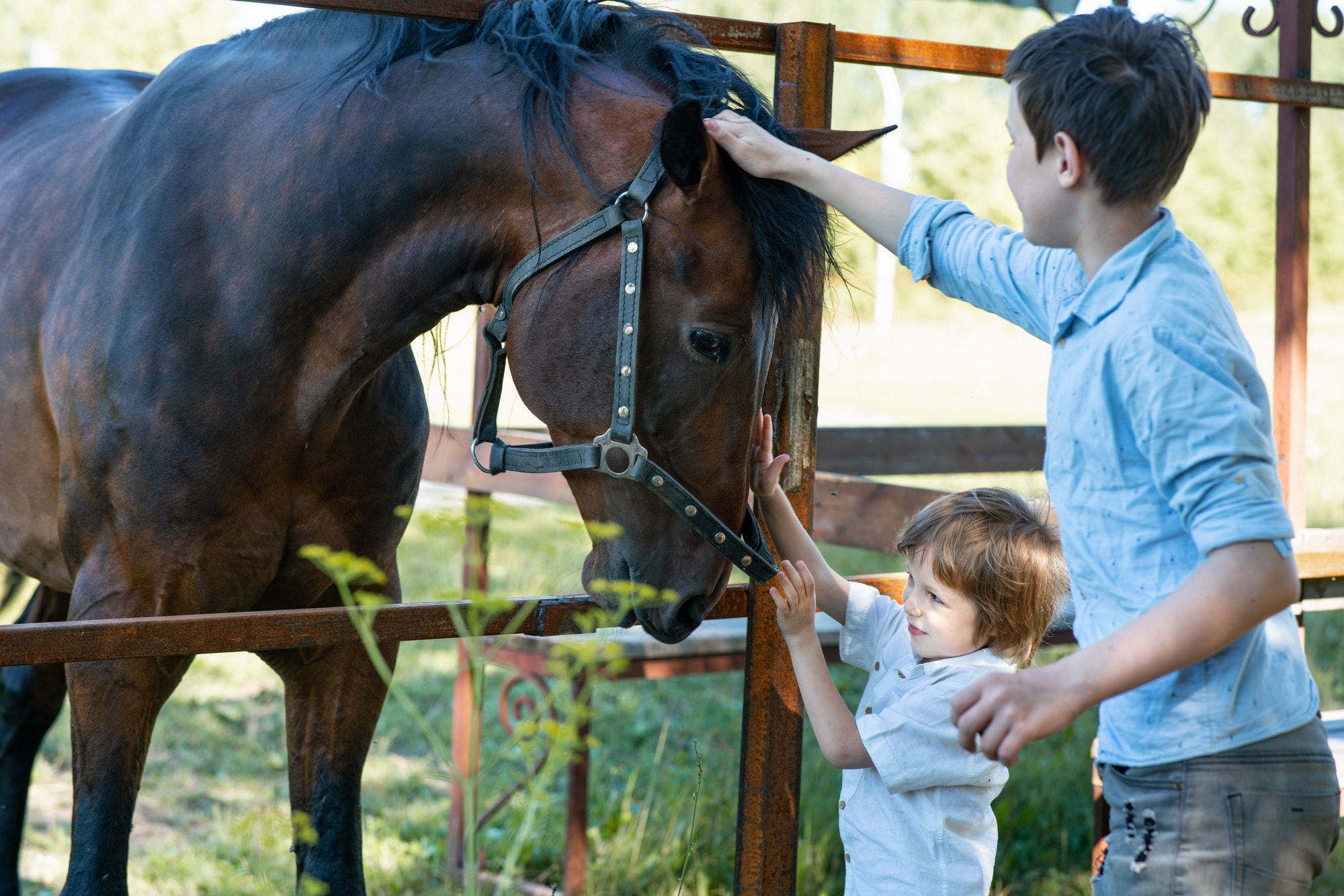 Equine-Assisted Therapy - Reins of Hope