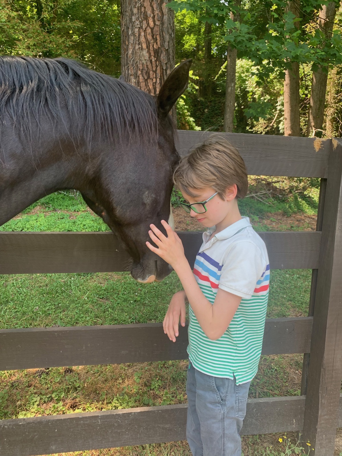 Equine-Assisted Therapy - Reins of Hope